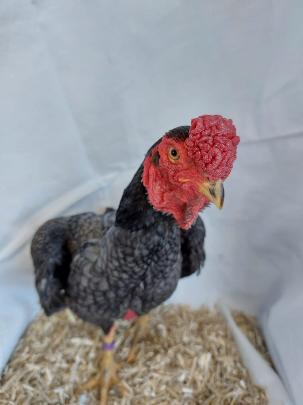 Rassebeschreibung – Sonderverein zum Schutz und Erhaltung der Ko Shamo