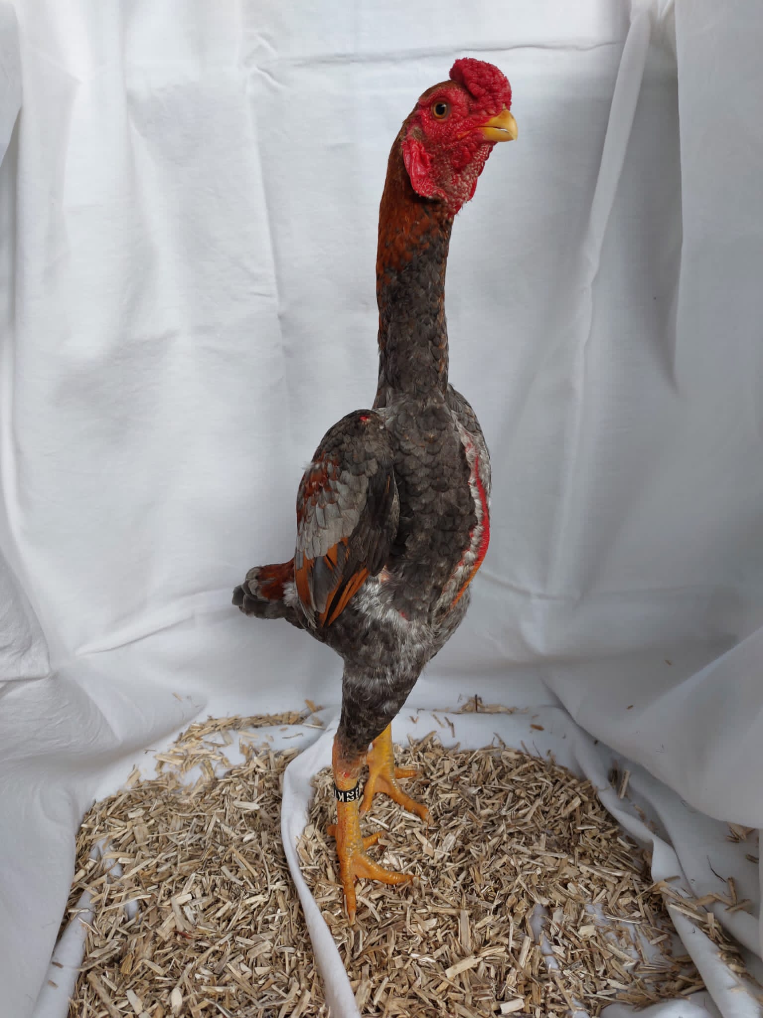 Rassebeschreibung – Sonderverein zum Schutz und Erhaltung der Ko Shamo