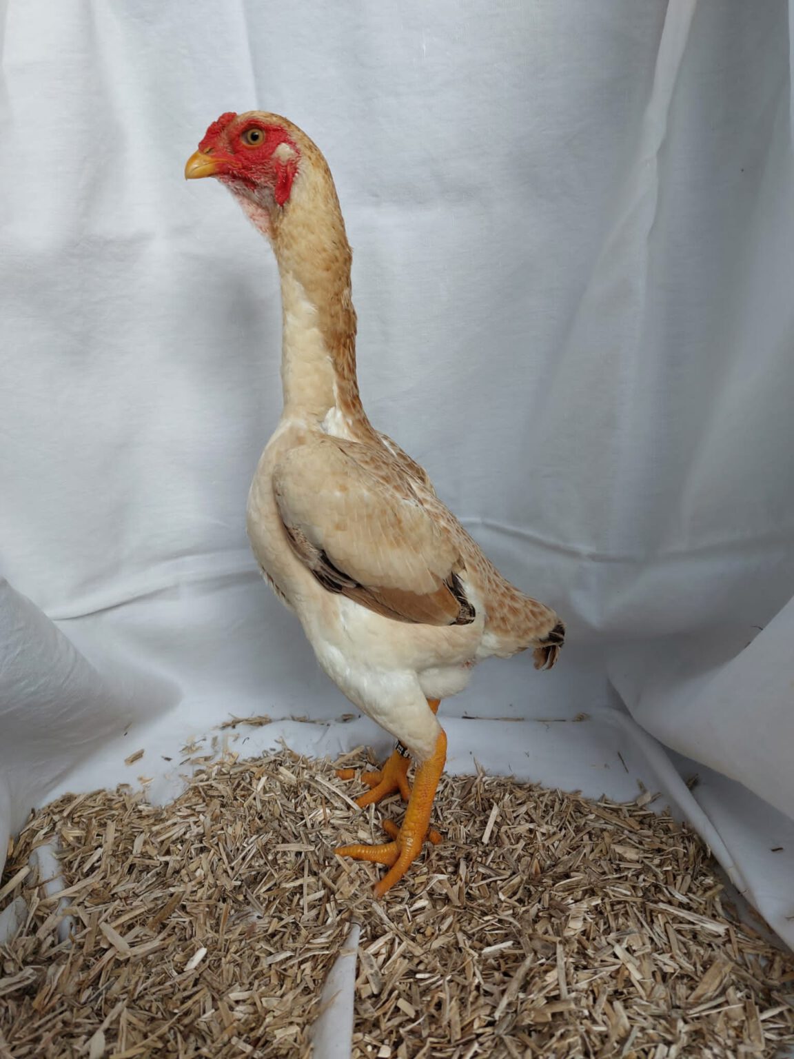 Rassebeschreibung – Sonderverein zum Schutz und Erhaltung der Ko Shamo